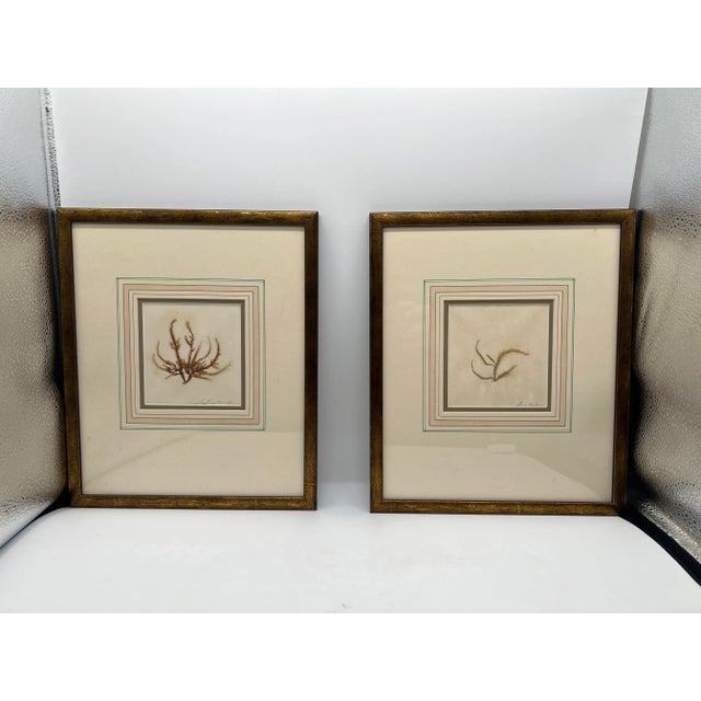 Collection of (4) Four Antique Botanical Specimens | Chairish