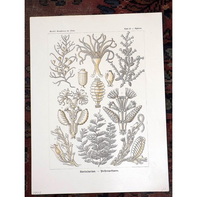 Antique 19th Century Ernst Haeckel Sea Creature Lithographs - Set of 3 ...