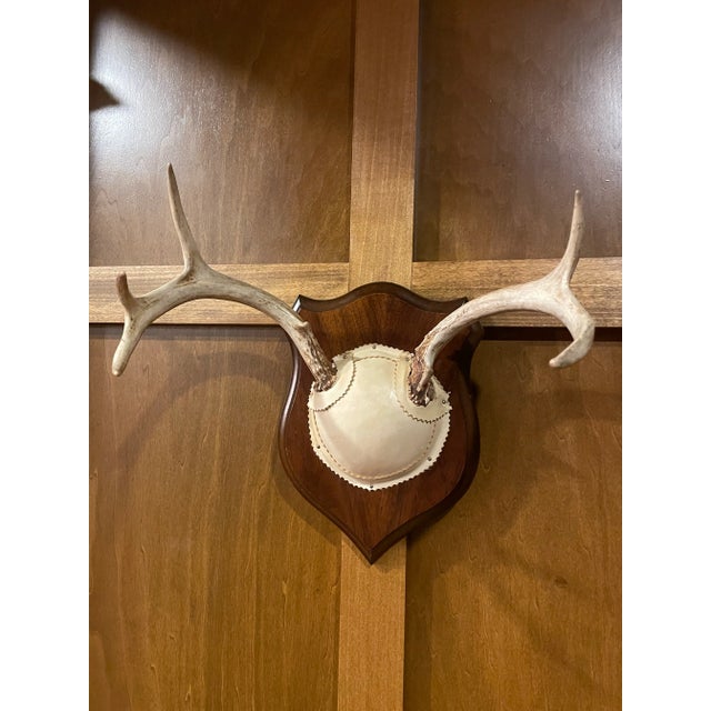 Mid 20th Century 7 Point Deer Antler Mount | Chairish