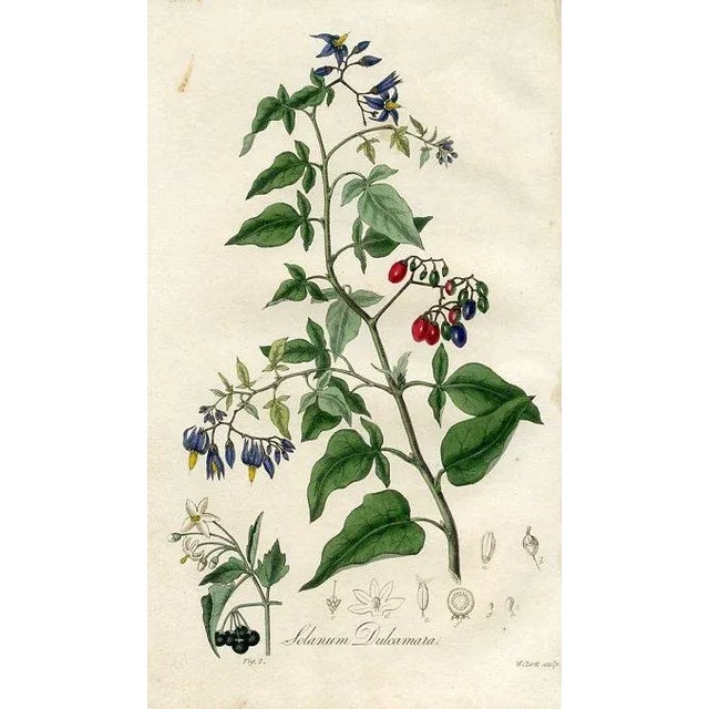 1836, Woody Nightshade Botanical Print, Medical Botany, Original ...
