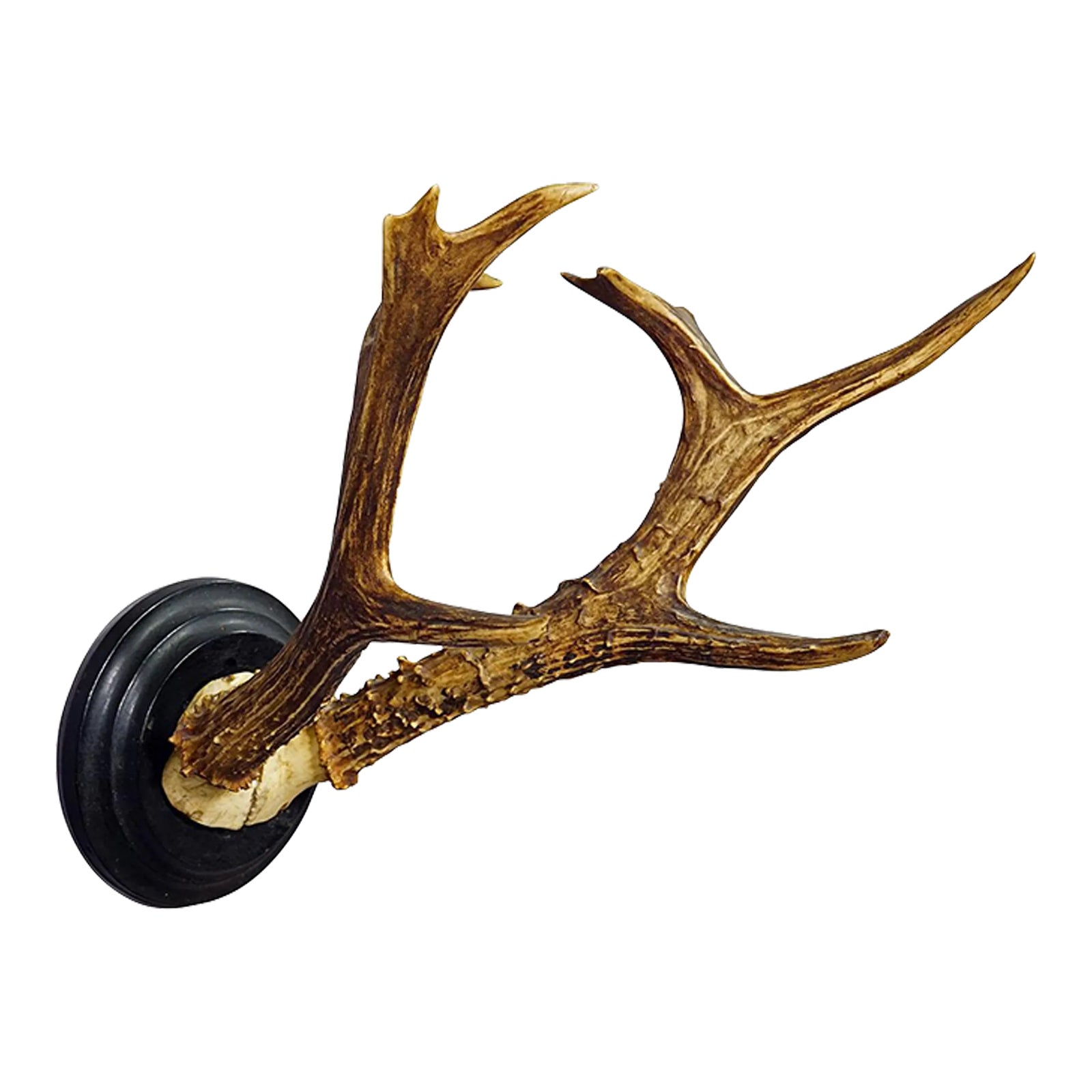 Siberian Deer Trophy Mount on Wooden Plaque Ca. 1900s | Chairish