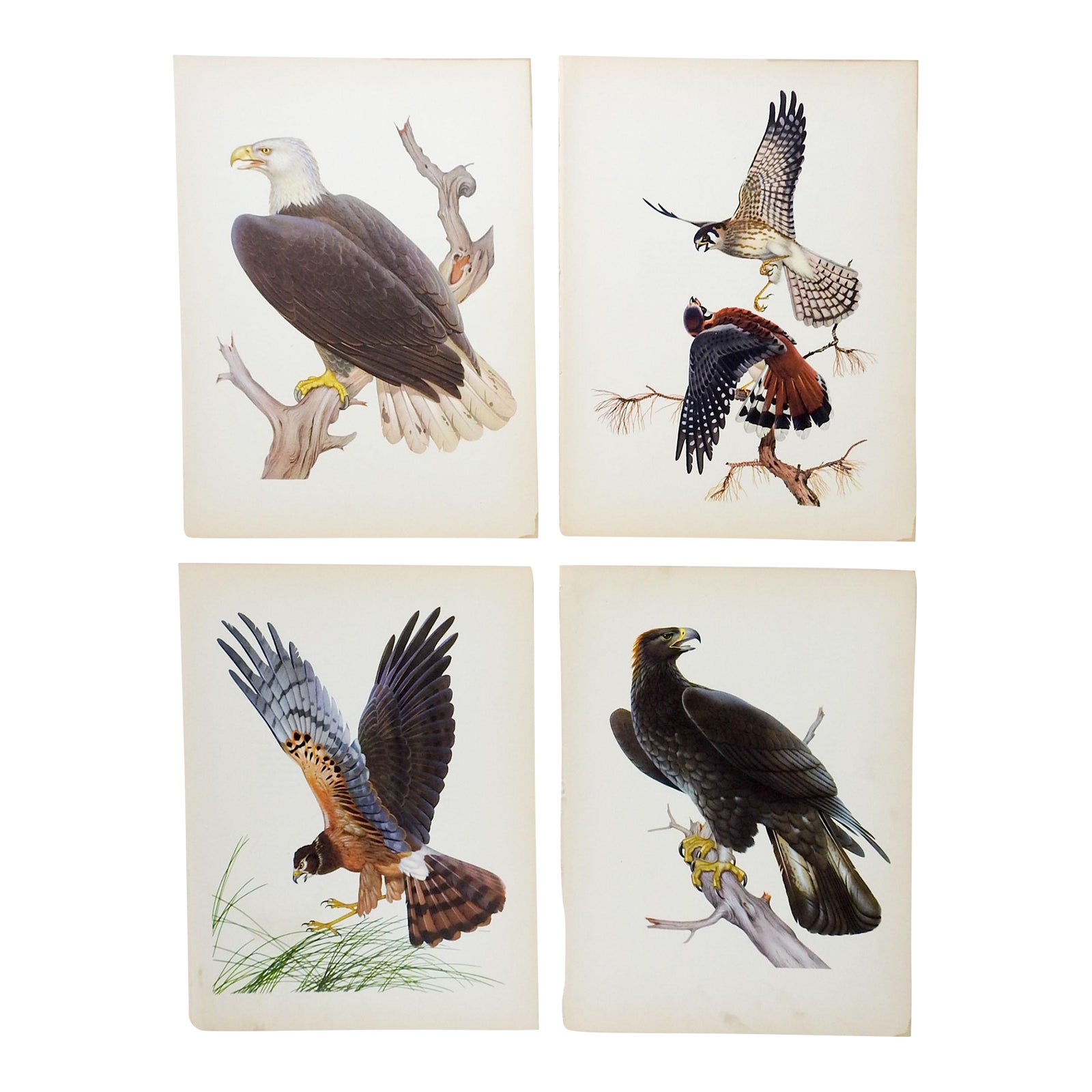 Vintage 1950 Eagles Hawks Menaboni's Birds Prints - Set of 4 | Chairish