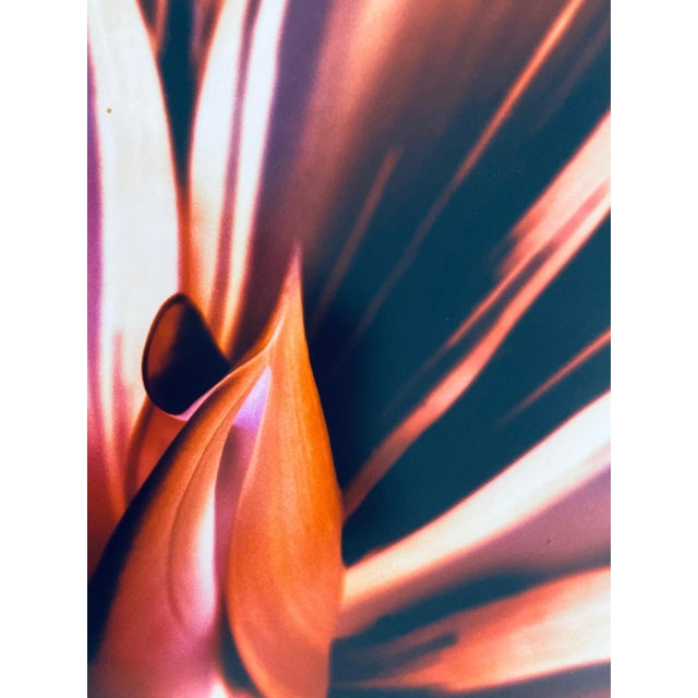 Jeffrey Rothstein, Flora Fauna Series Vintage Color Photograph Abstract ...
