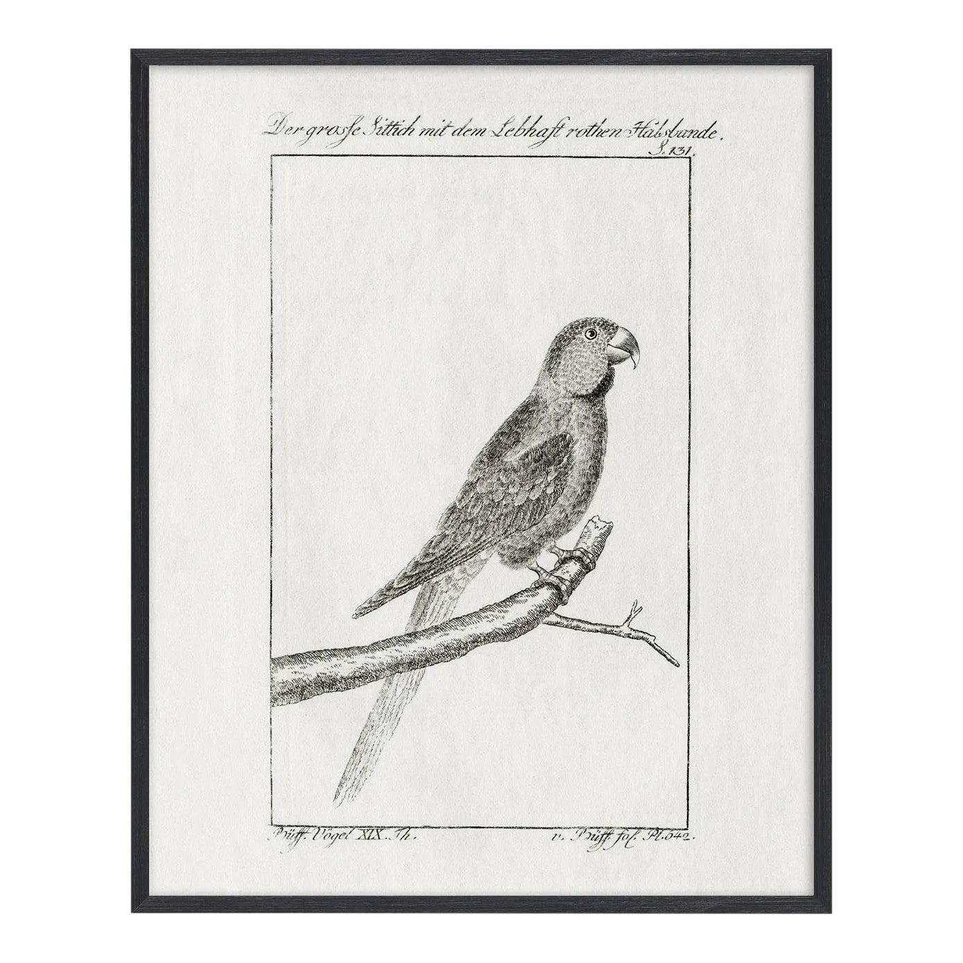 Black and White Bird Etching Print | Chairish
