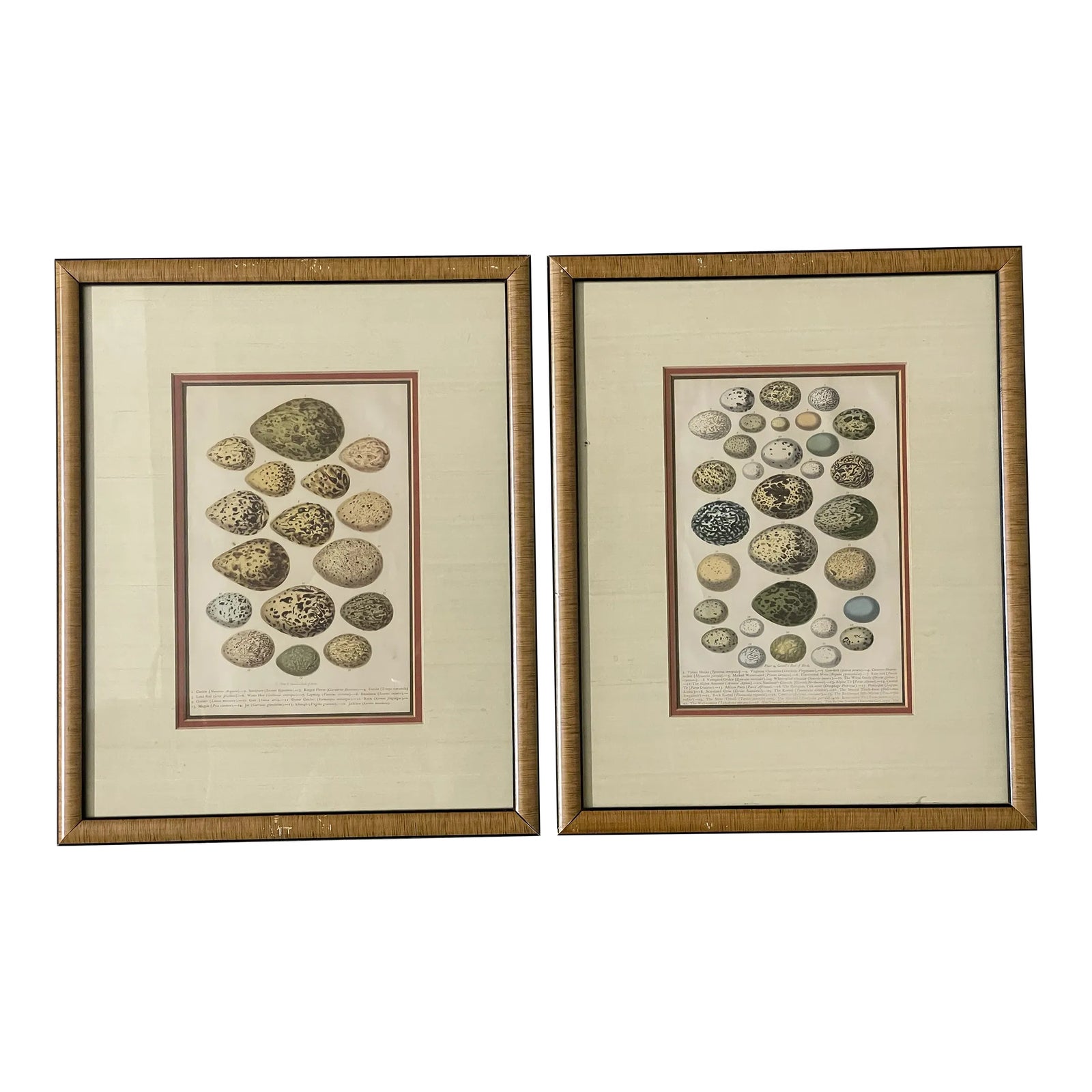 Set of Two Bird Egg Prints, 1869 by Thomas Rymer Jones | Chairish