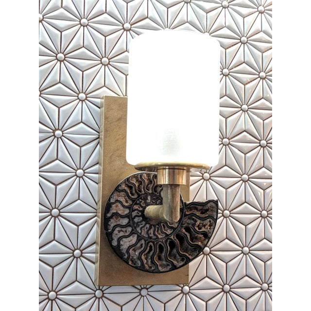 Natural Ammonite Nautilus Fossil Wall Light in Solid Brass and Glass ...