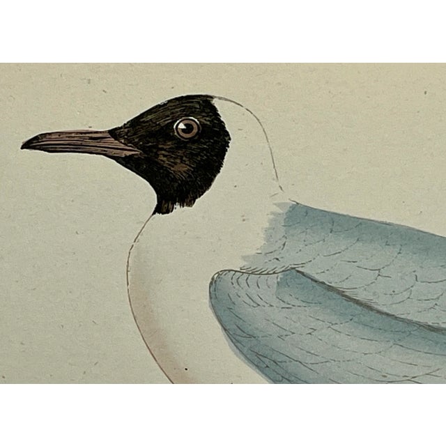 Antique Hand Colored Bird Print Showcasing a Majestic Masked Gull ...