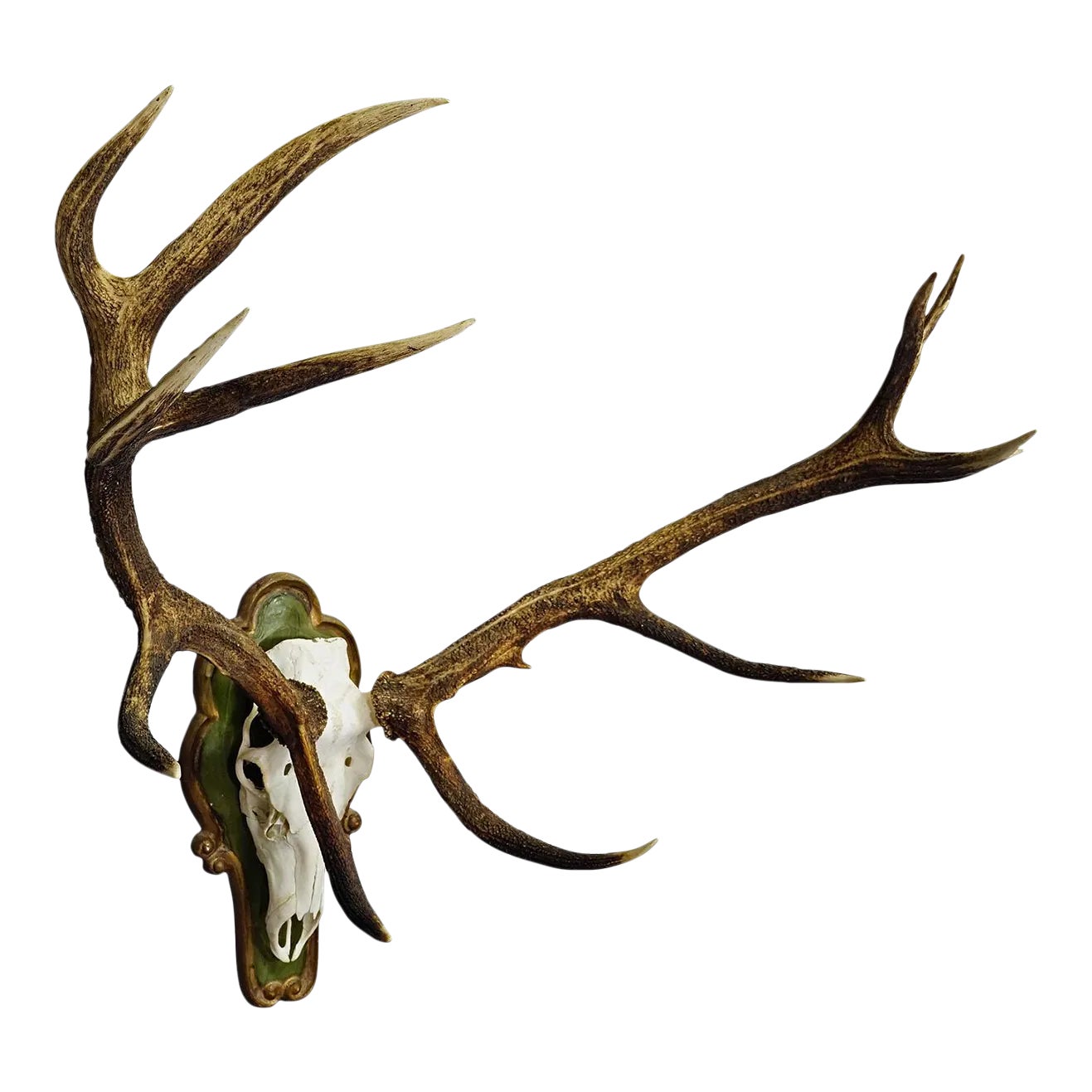Capital Black Forest 16 Pointer Deer Trophy on Wooden Plaque | Chairish