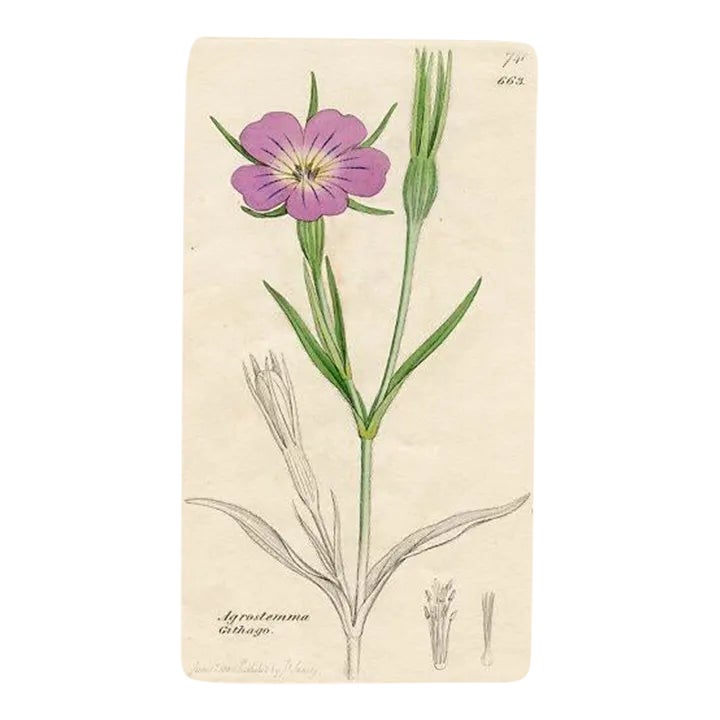 1840s, Corn Cockle Botanical Print by James Sowerby, Original Antique ...