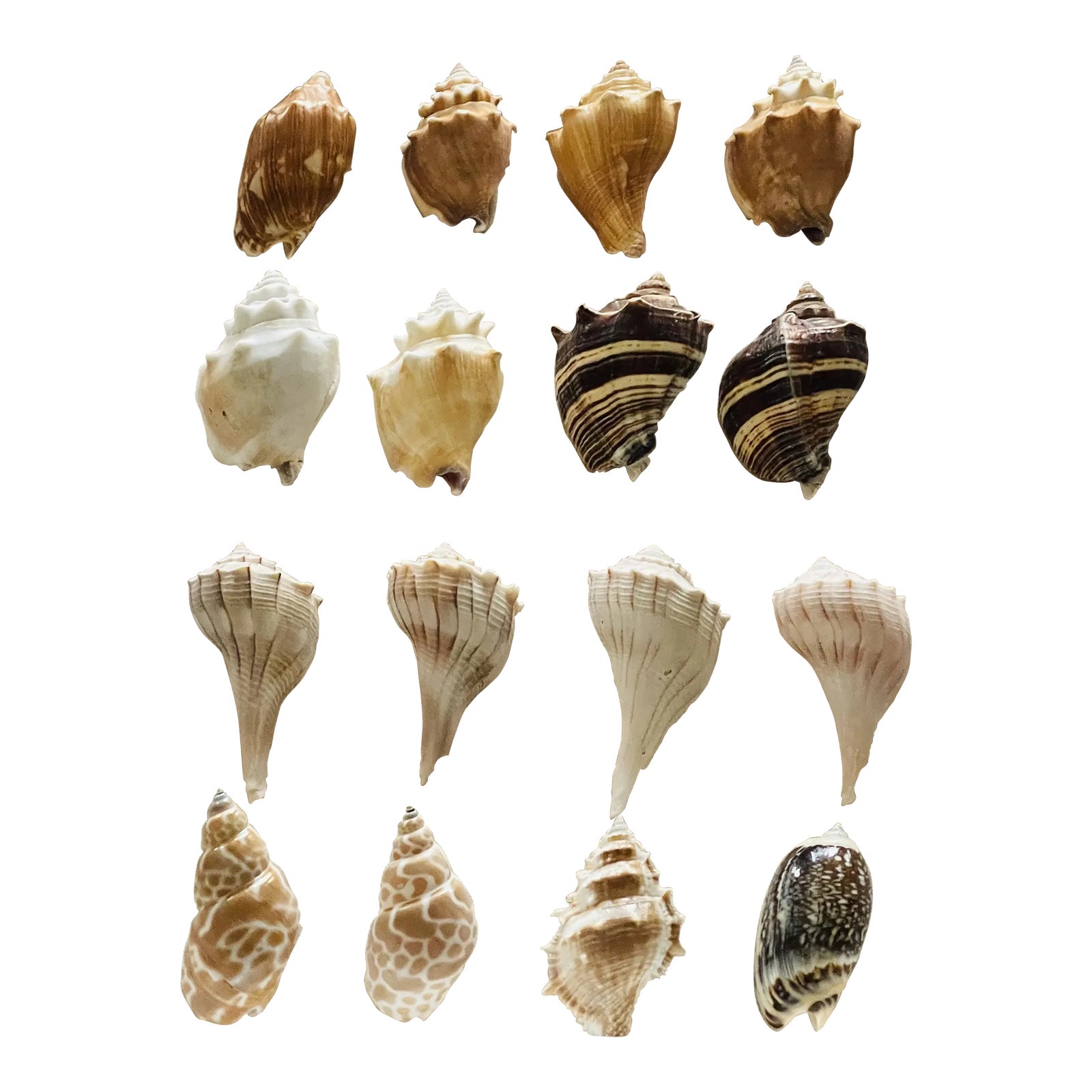 Vintage Coastal Marine Sea Shell Collection - Set of 16 | Chairish