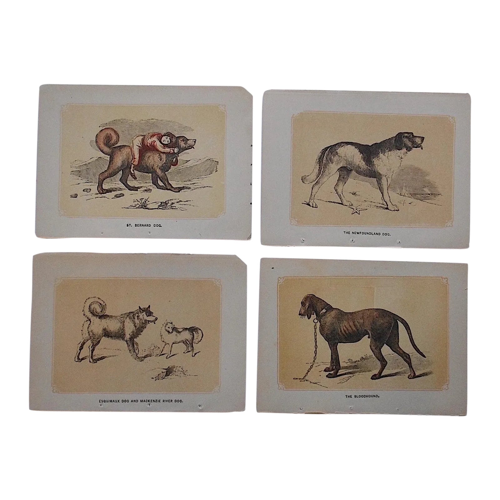 Antique Dog Lithographs - Set of 4 | Chairish