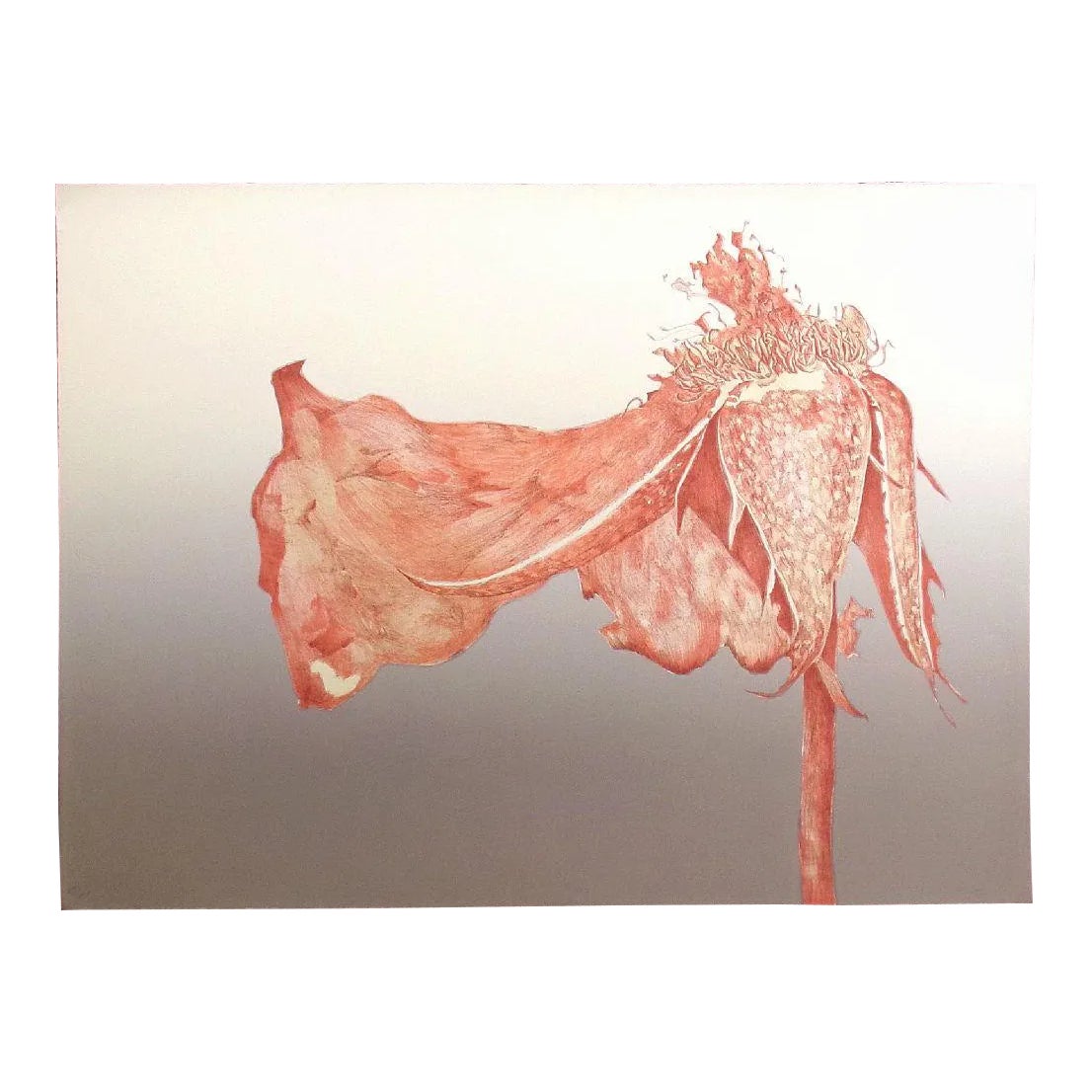 Nancy Steen "Rose" Signed & Numbered Fine Art Lithograph Floral Artwork ...