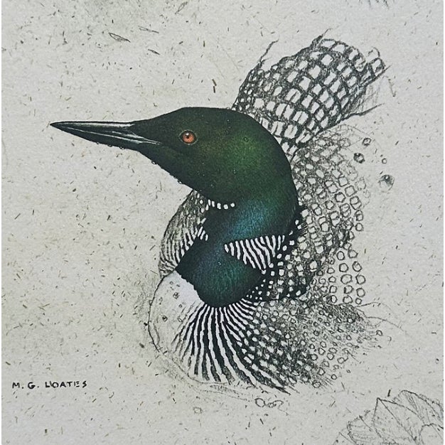 1960s Martin Glen (M.G.) Loates, Common Loon Study Drawing | Chairish