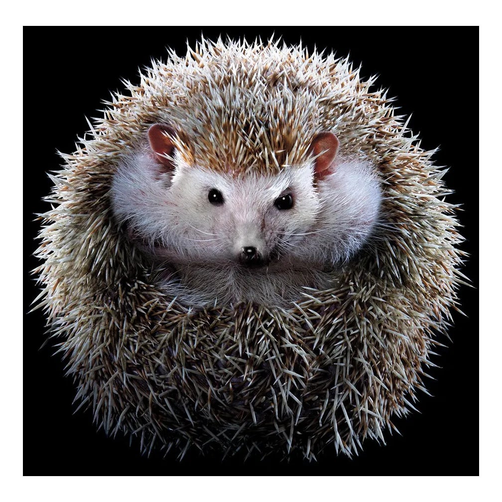 tim the hedgehog