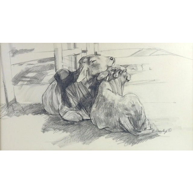 Contemporary Brigitte Woosley Brahman Cattle Pencil Study Drawing ...