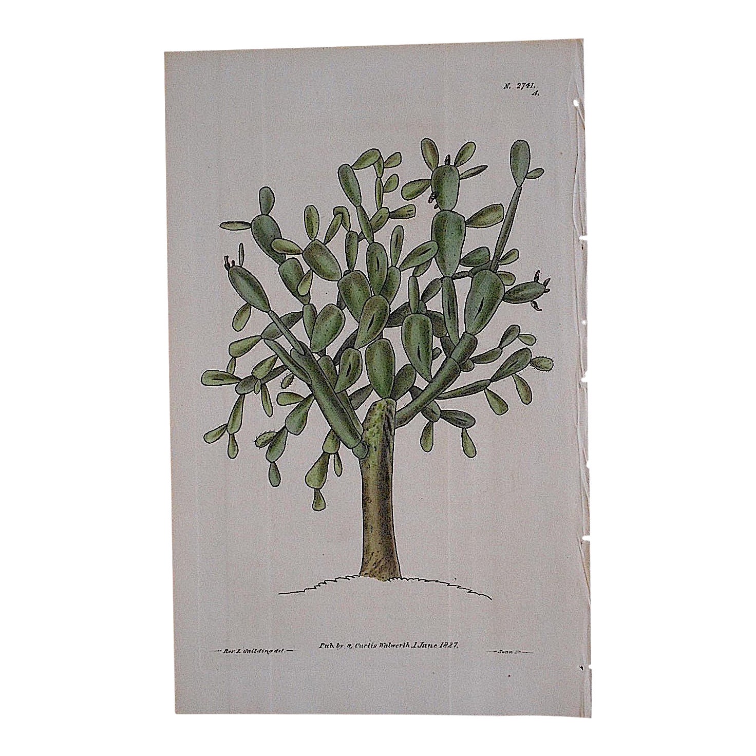 Antique Botanical Engraving-Jade plant | Chairish