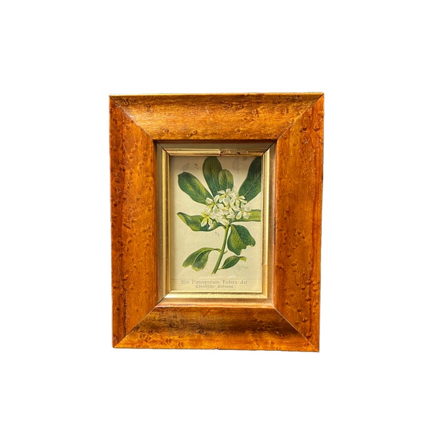 Antique Anne Pratt Botanical Print (C. 1890) in Vintage Frame, Small ...