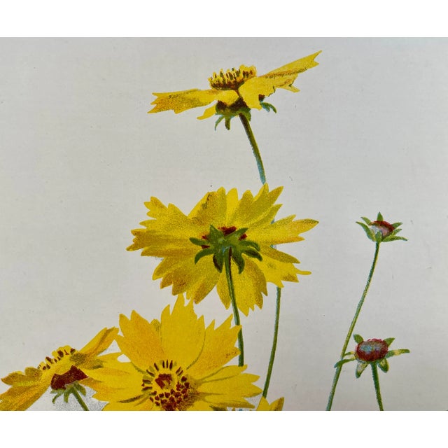 Antique Botanical Print From England Showcasing Bright Yellow Lance ...