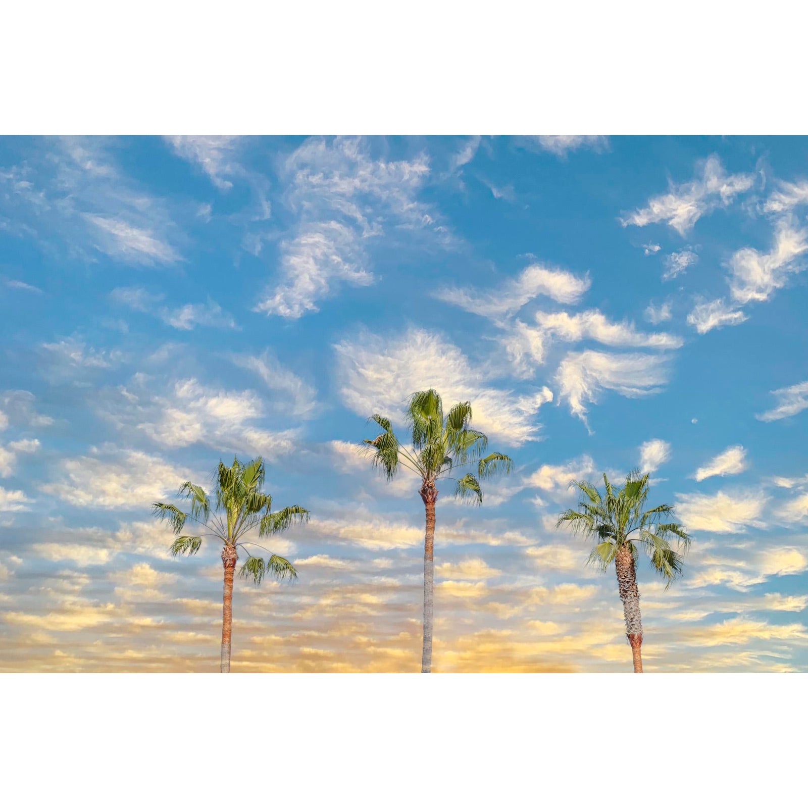 Three Los Angeles Palm Trees Landscape Photograph by Richard Silver, 24 ...