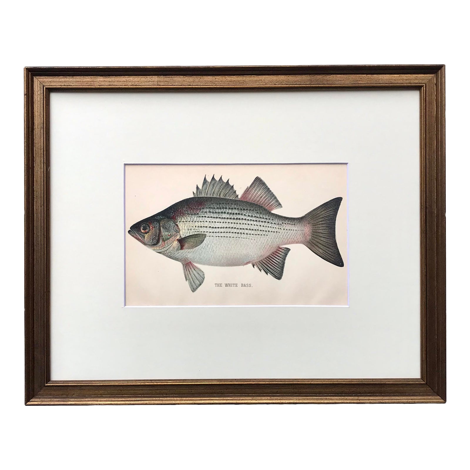 Original Antique Chromolithograph White Bass Fish Print by Tarleton ...
