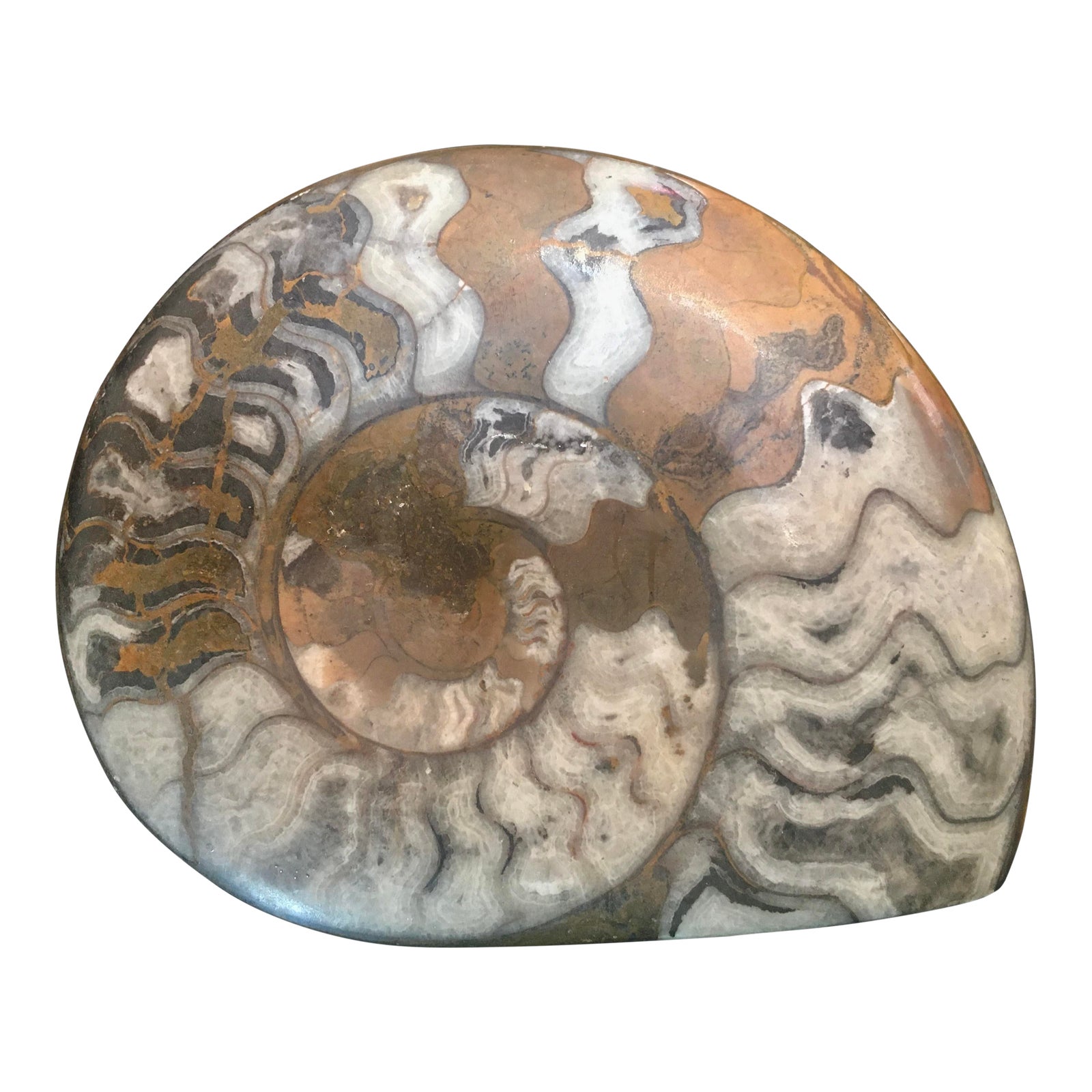 Prehistoric Snail-Shaped Fossil | Chairish