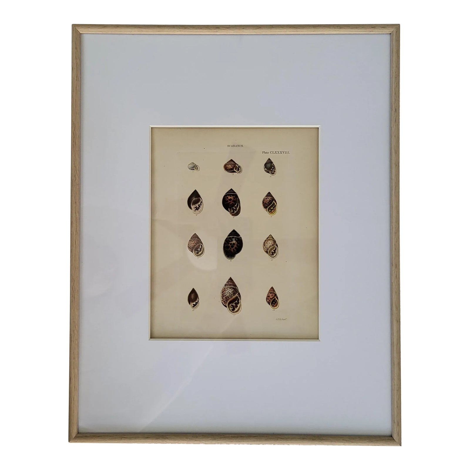 1900s Framed Antique Scarabus Shell Art Engraving | Chairish