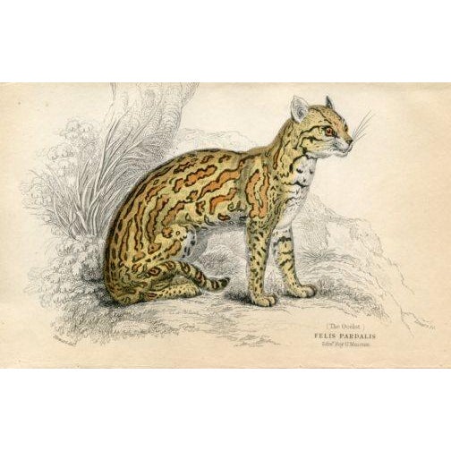 1845, Ocelot Print, Original Antique Cat Print, Engraving, England ...