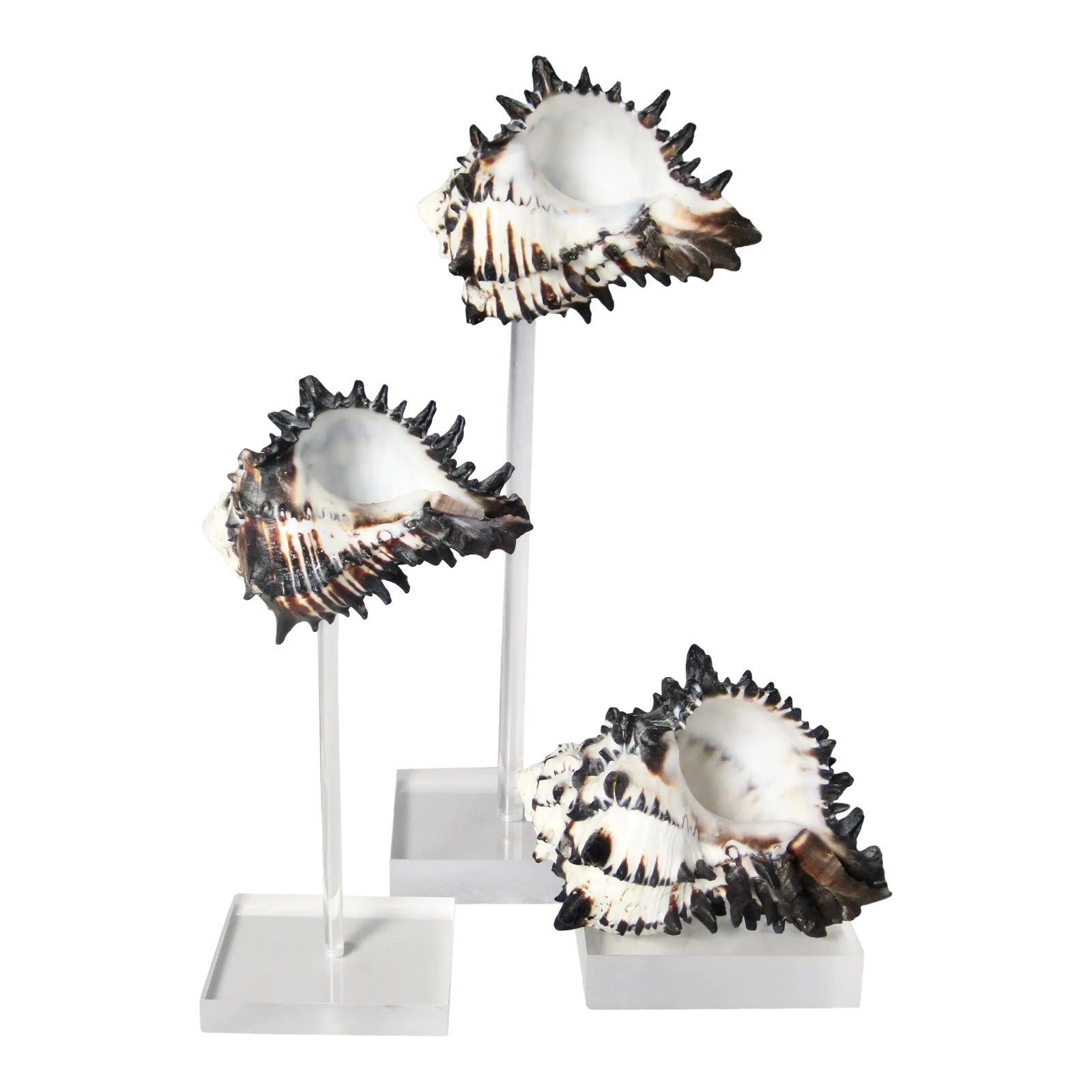 1960s Conch Shells Mounted on Lucite Stands, Collection of Three | Chairish