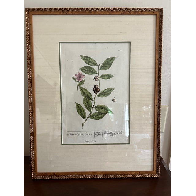 18th Century Botanical Prints, Framed - Set of 2 | Chairish