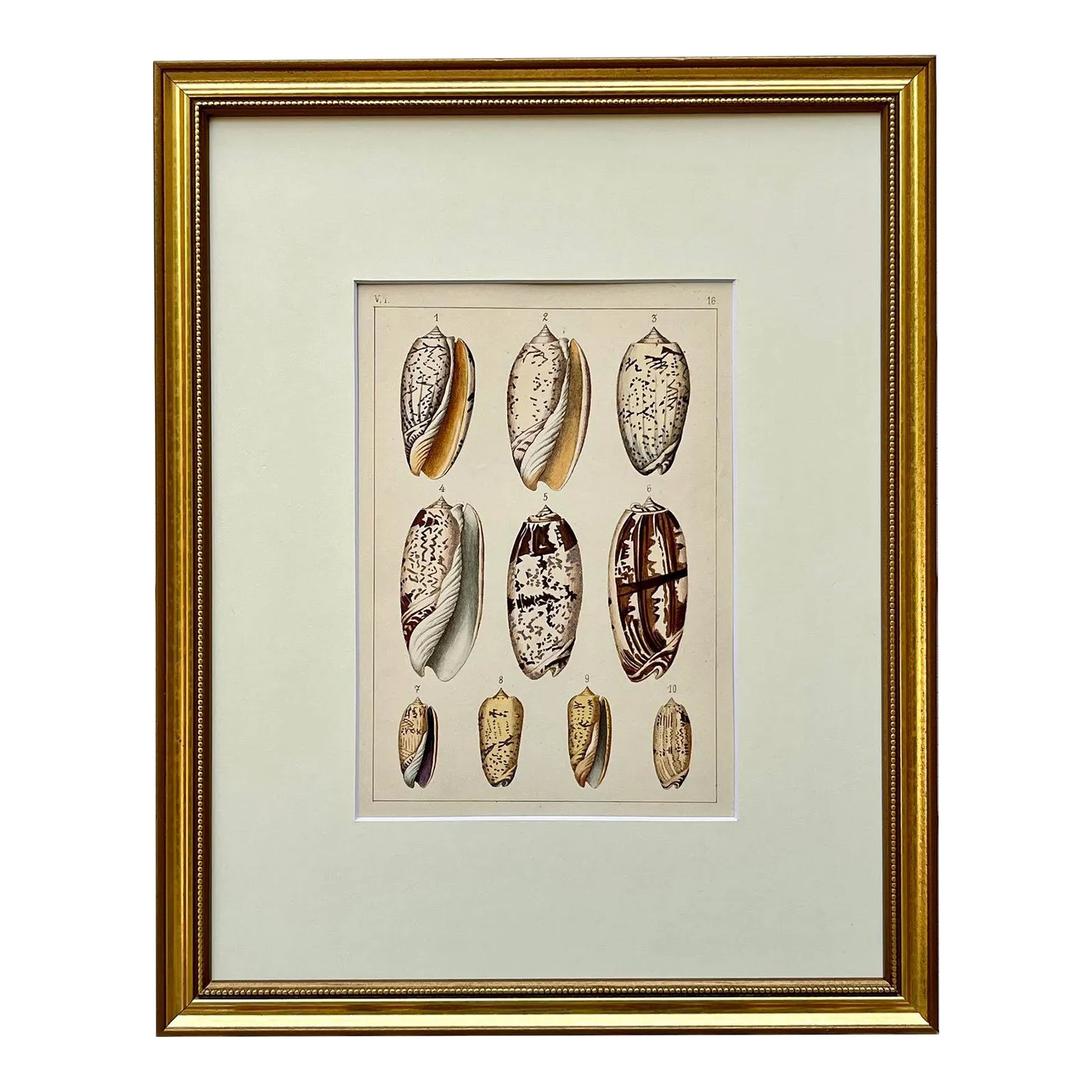 Rare Antique Hand Colored Print of Olive Sea Shells by F. H. Martini ...