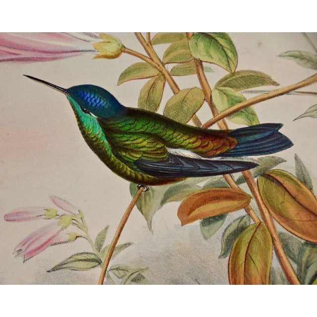 Hummingbirds: 19th C. Gould Hand-Colored "Cyanifrons", Blue-Capped ...