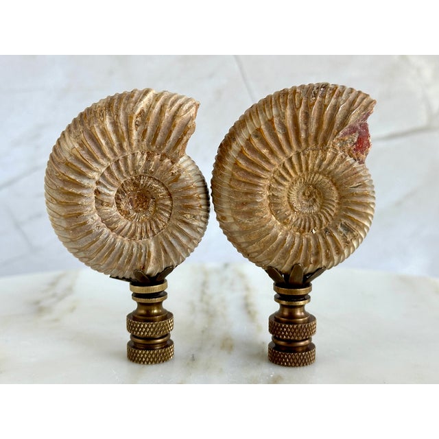 Ribbed Ammonite Shell Lamp Finials on Bronze Hardware - a Pair | Chairish