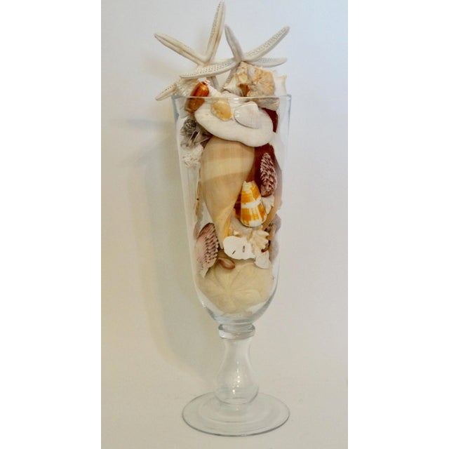 Large Coastal Glass Vase With Seashell Collection | Chairish