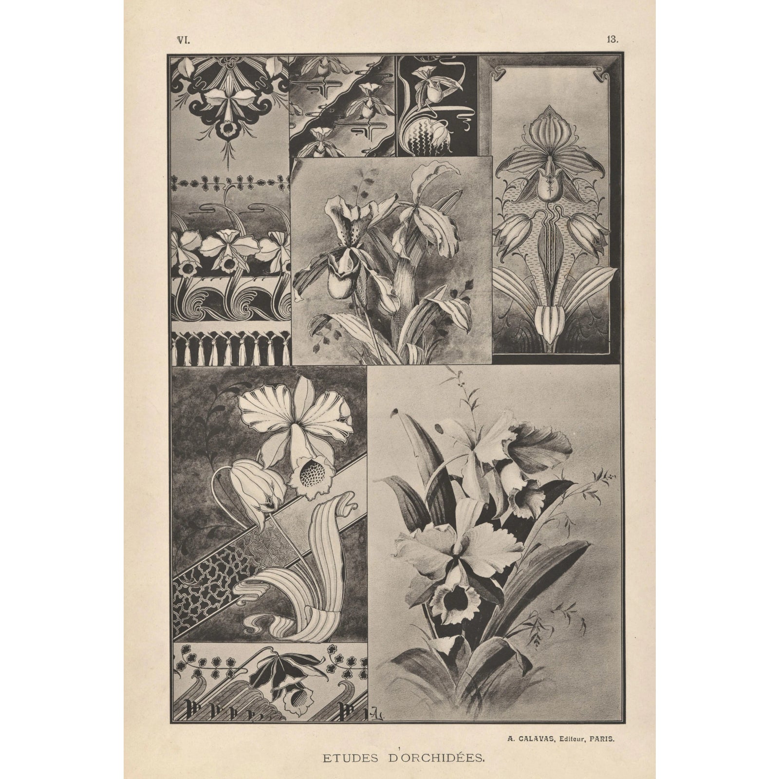 Orchids-Art Nouveau Botanical Design Lithograph | Chairish