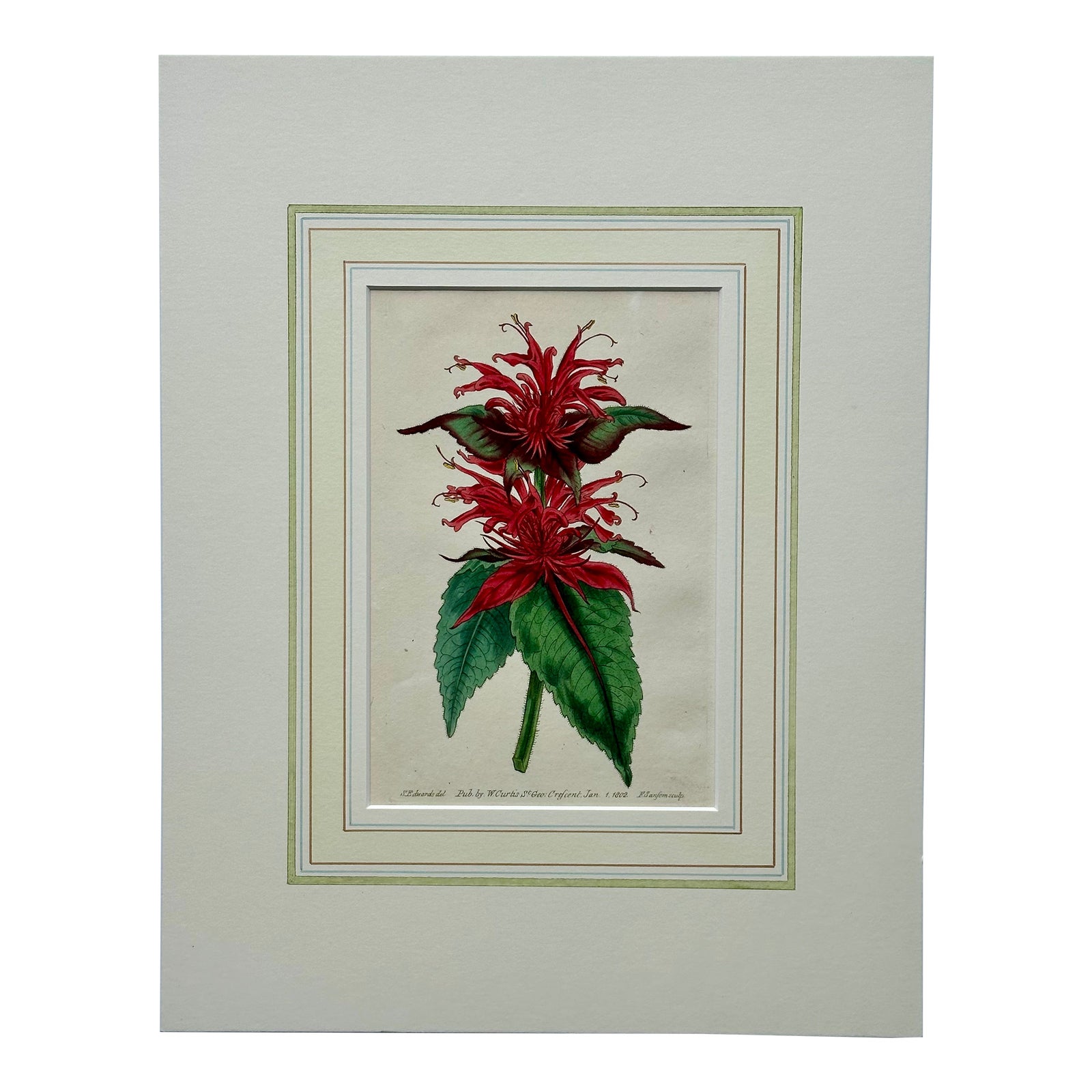 Scarlet Monarda Botanical Flower Original Engraving by Curtis, 1803 ...