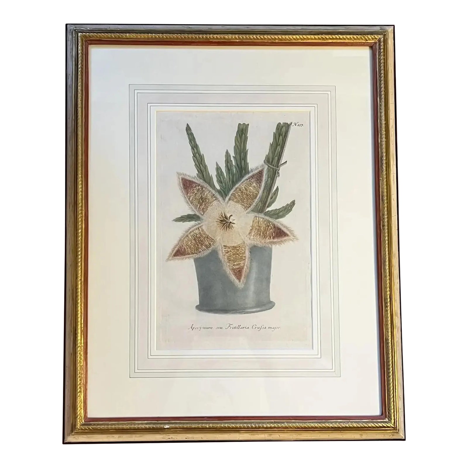 18th Century German Cactus Print by Johann Weinmann Engraving of the ...