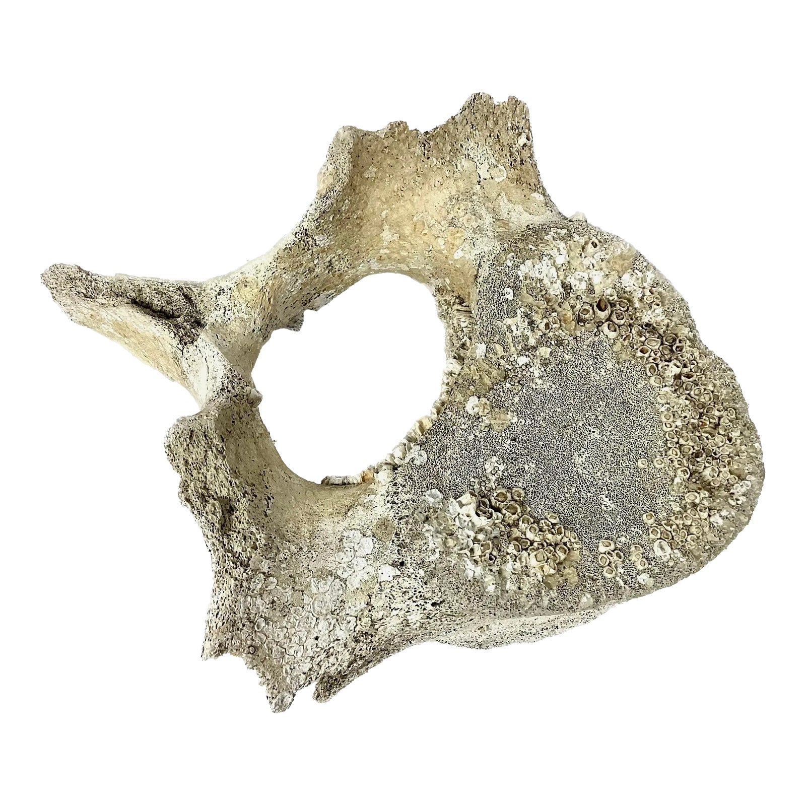 Fossilized Whale Vertebrae #15 | Chairish