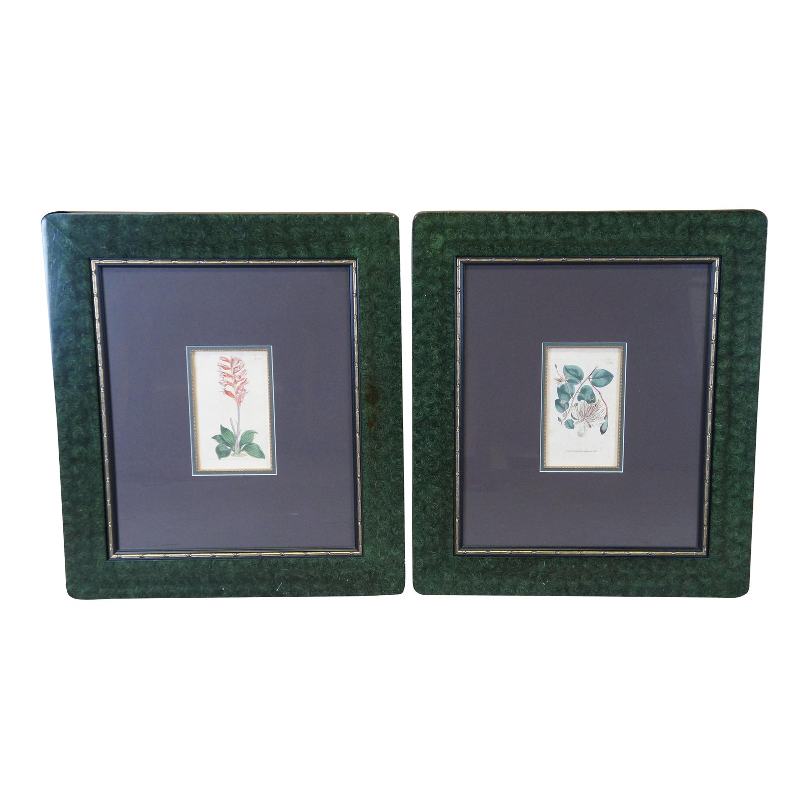 Pair Antique Curtis Botanical Garden Engravings Caper Shrub Flowered ...