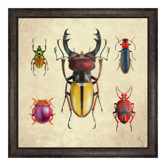 Beetles and Bugs Still Life Original Print | Chairish
