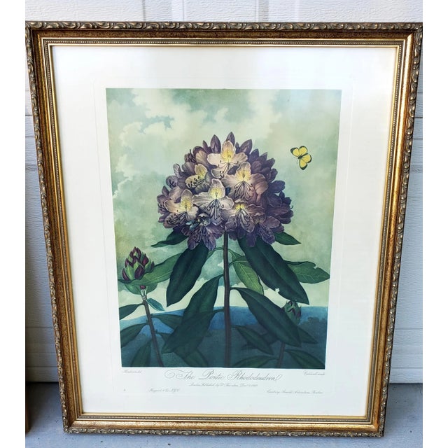 Vintage Set of Two Dr Robert John Thornton Botanical Prints, the Tulips ...