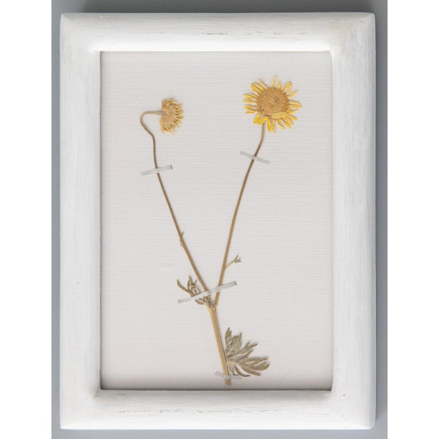 Custom Framed White Washed Scandinavian Herbarium Gallery, Circa 1920 - Set of 9 | Chairish