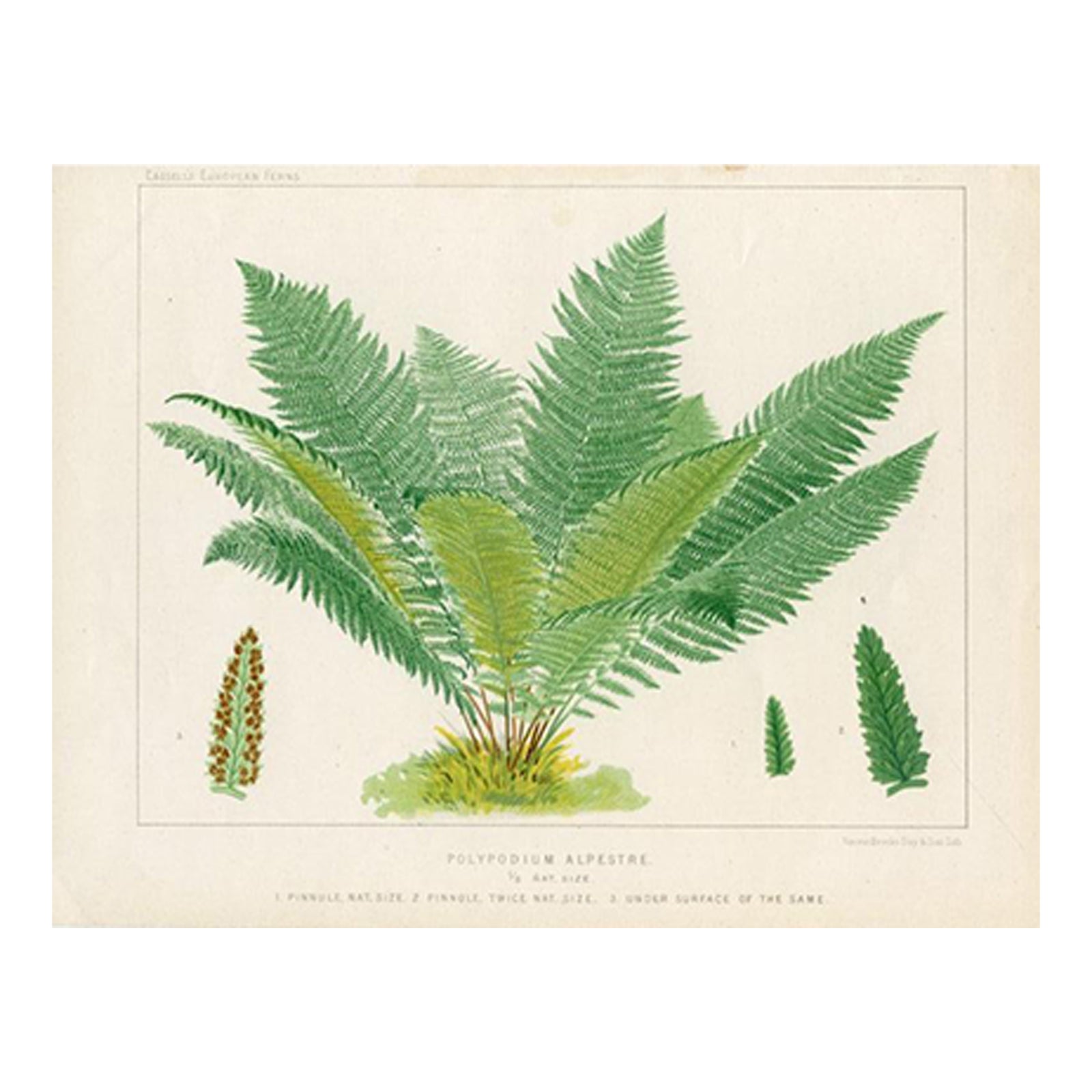 Late 1800s, Alpine Lady Fern Print, Original Antique Fern Print ...