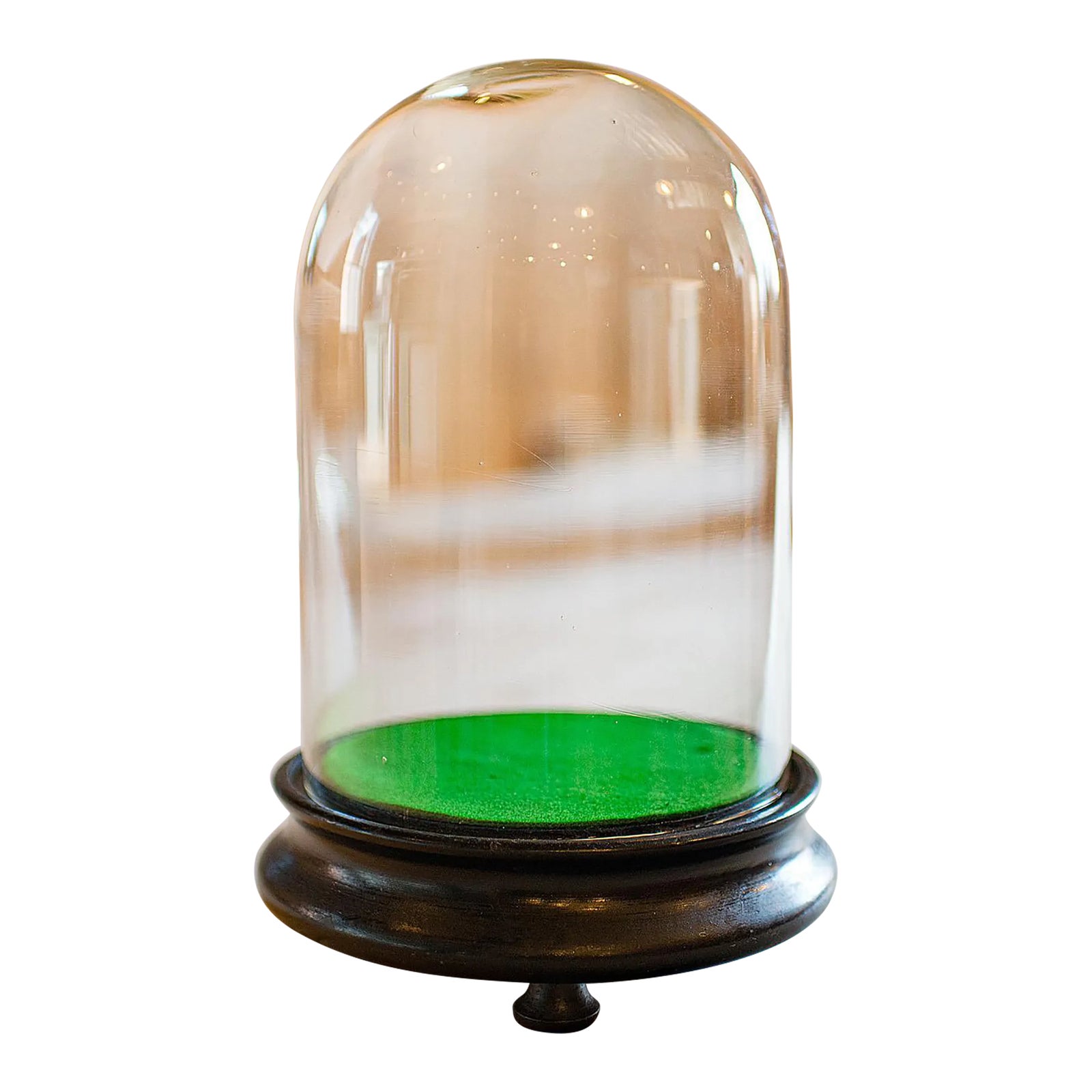 1870's Small Antique Specimen Dome | Chairish