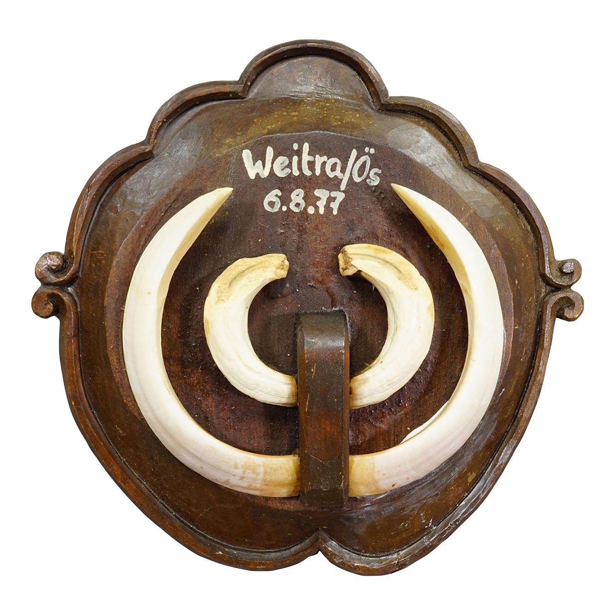 Vintage Wild Boar Teeth Trophy on Wooden Plaque, Austria 1977 | Chairish