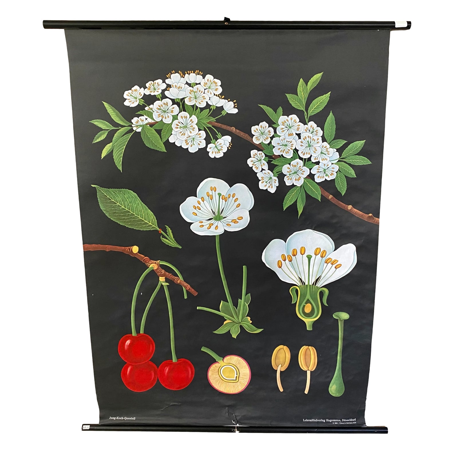 1978 Cherry Botanical Illustration Linen Backed Wall Chart | Chairish