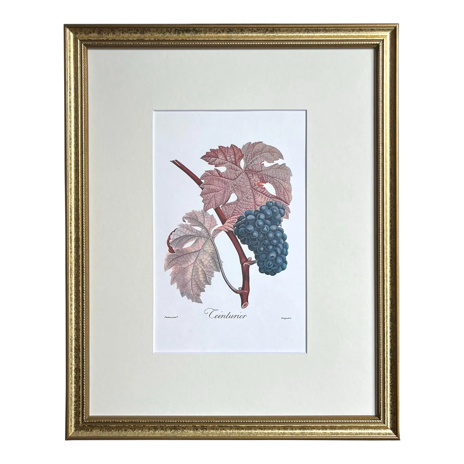 Vintage Lithograph of Teinturien Wine Grapes by Turpin | Chairish