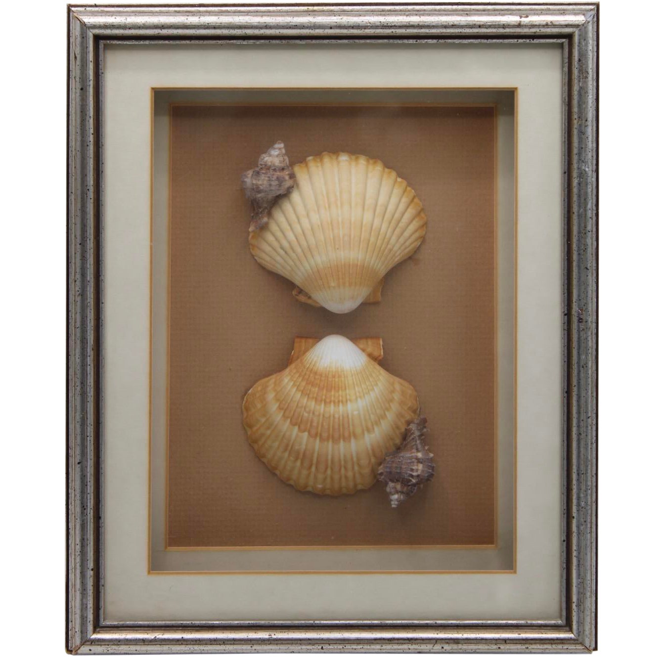 Vintage Framed Seashell Collage | Chairish
