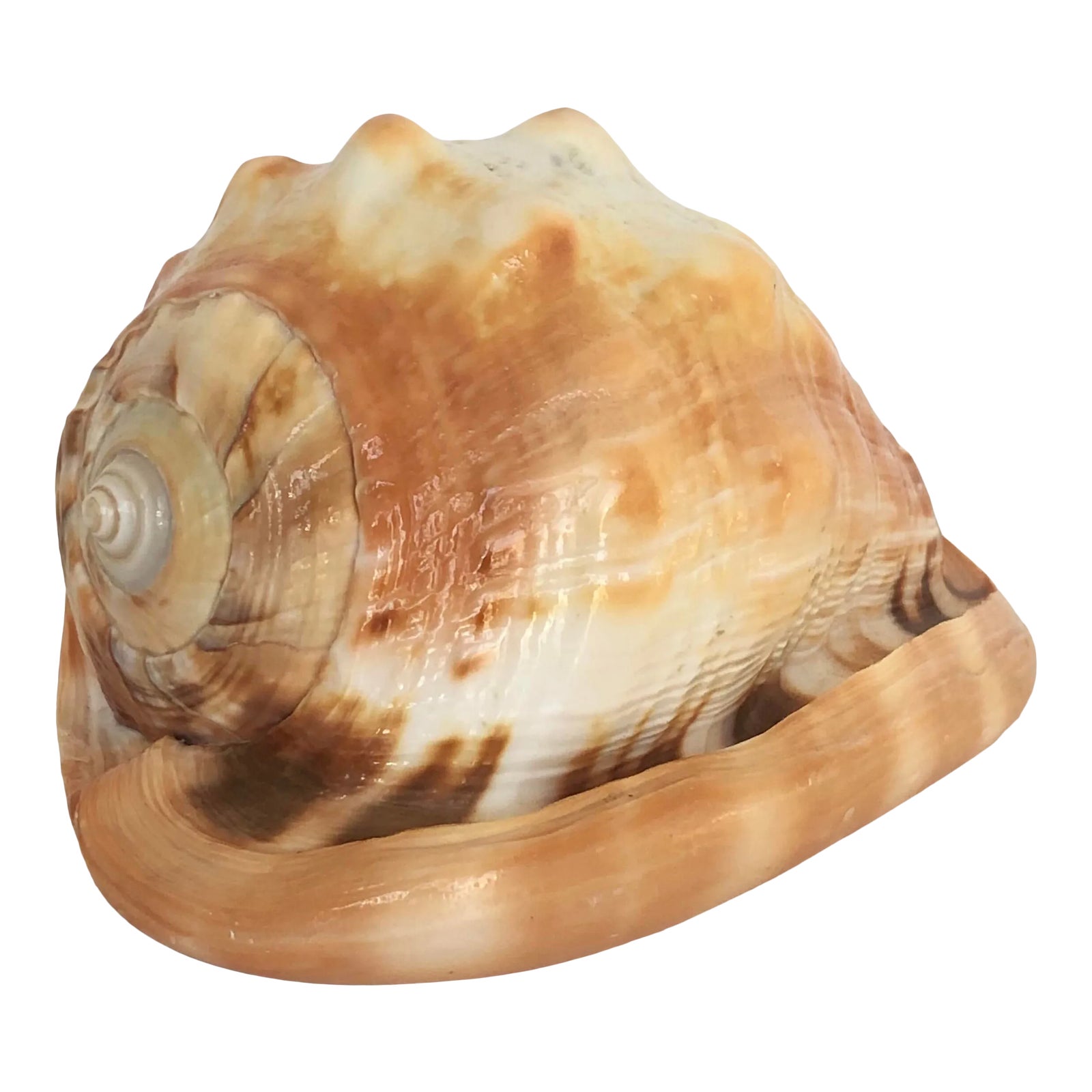 Large Striped Seashell | Chairish