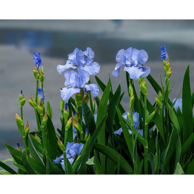 Blue Iris Vase by MacHatton & Hall | Chairish