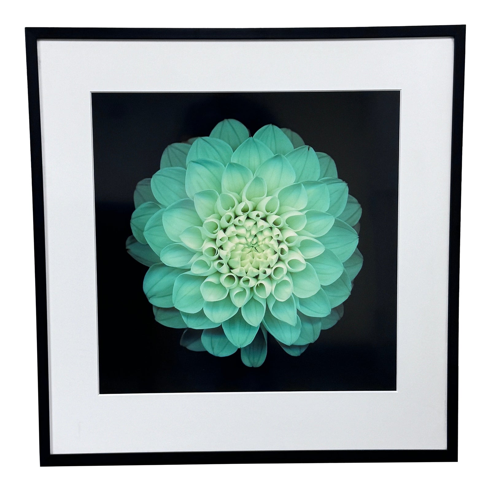 Neil Seth Levine Dahlia Print | Chairish
